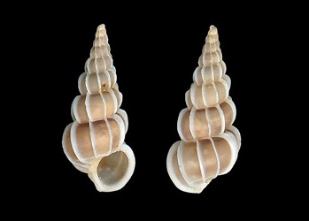 梯螺总科 Epitonioidea 蓝色动物学（中国动物学科普）